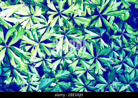 Texture of young cyan plant sprouts. Early spring. Abstract backdrop ...