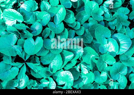 Texture of young cyan plant sprouts. Early spring. Abstract backdrop ...