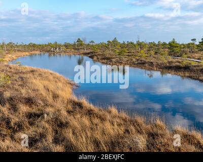wonderful bog landscape, beautiful bog lakes, pines, bog grass and moss ...