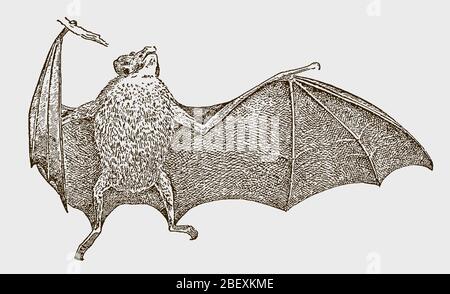 Common vampire bat {Desmodus rotundus} feeds off blood from bird's foot ...