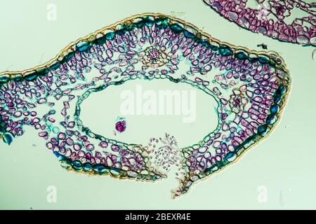Heather leaf cross section under the microscope, 200x Stock Photo - Alamy