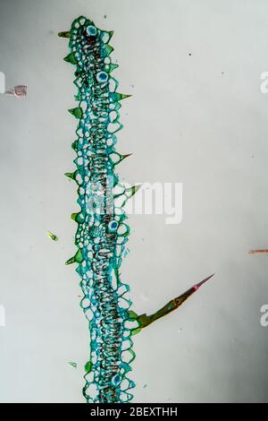 Hogweed with leaves in cross section 100x Stock Photo - Alamy