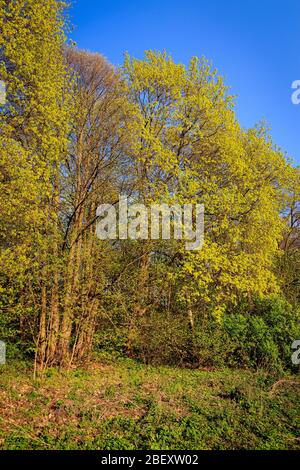 Landscape with blossoming maples in spring with blue sky background ...