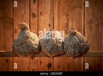 Domestic chicken, Amrock Bantam. Three hens on a perch in a coop, one ...
