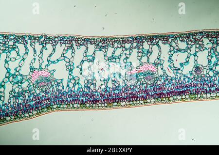 Holly with leaf in cross section under the microscope 100x Stock Photo ...