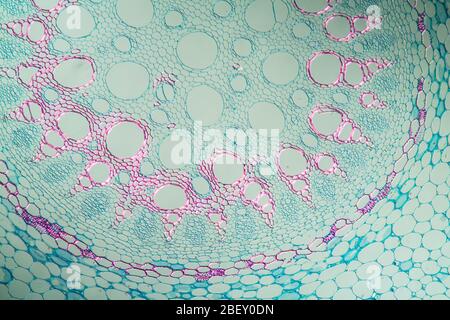 Philodendron aerial root in cross section 100x Stock Photo - Alamy