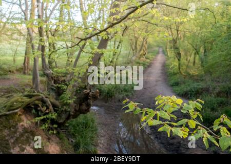 Ermine Street, here in Hertfordshire, is the original Roman road from ...