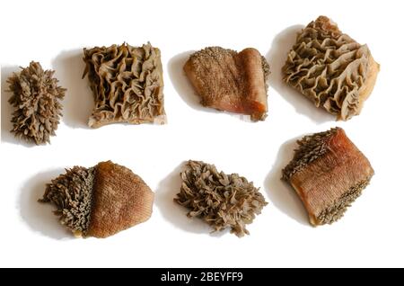 Pieces of raw cow stomach on turquoise. Random pieces Black unpeeled ...