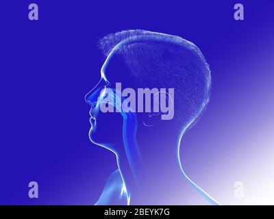 3d illustration of the inside of the nose, lungs and bronchi (ENT) of a ...