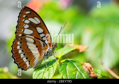 Common Sergeant Butterfly (Athyma perius Stock Photo - Alamy