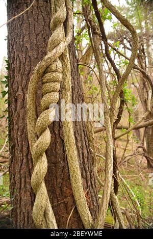 Thick vines growing on a tree in the woods Stock Photo - Alamy
