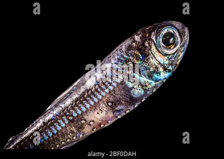 A lanterfish, myctophid family, caught in night trawl in the Indian ...