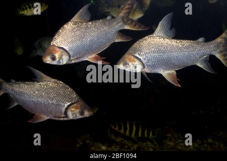 Flagtail Characin. Species: insignus,Genus: Semaprochilodus,Family ...