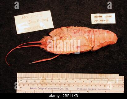 Polychelidae. 15 Jan 2013MOC 11-711 Polychelidae Stock Photo - Alamy