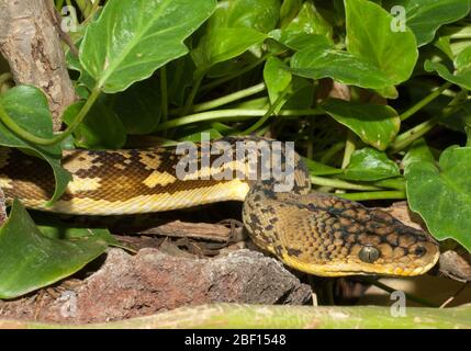 Timor Python. Species: timoriensis,Genus: Python,Family: Pythonidae ...