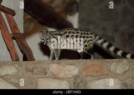 Common Genet Genetta genetta Small spotted Genet European Genet ...