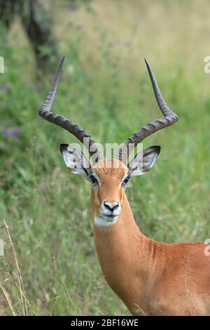 Impalas (Aepyceros melampus), a genus of African antelope, in Akagera ...