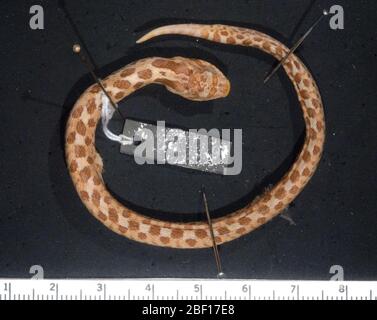 Southern Hognose Snake Heterodon simus Florida Stock Photo - Alamy