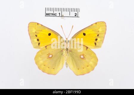 Colias fieldii. 14 Jul 20161 Stock Photo - Alamy