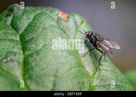 A macro shot of a tiny fly sitting on a yellow daffodil Stock Photo - Alamy
