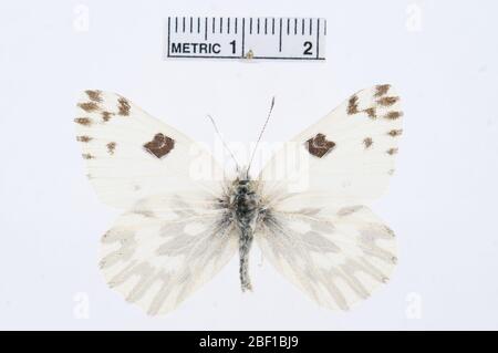A Becker's White butterfly, Pontia beckerii, on a wildflower in thigh ...
