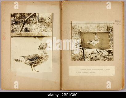Stencil Ducks, study folder for book Concealing Coloration in the ...