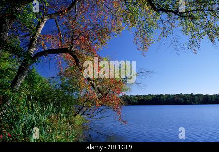 Parvin Lake, Parvin State Park, New Jersey Stock Photo - Alamy