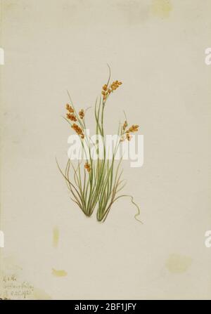 golden sedge (Carex aurea Stock Photo - Alamy