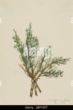 creeping juniper (Juniperus horizontalis Stock Photo - Alamy