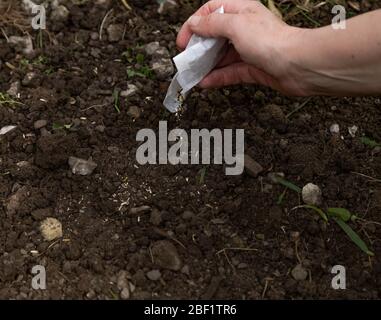 Hand sprinkling seeds onto soil in pot, close-up Stock Photo - Alamy