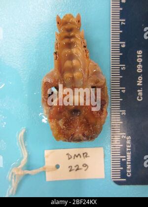 Epomophorus labiatus. 6 Oct 20161 Stock Photo - Alamy