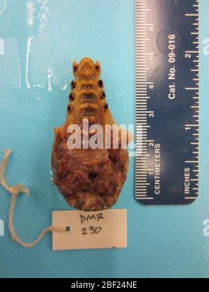 Epomophorus labiatus. 6 Oct 20161 Stock Photo - Alamy