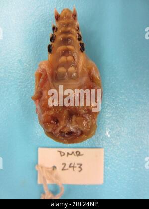 Epomophorus labiatus. 6 Oct 20161 Stock Photo - Alamy