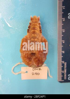 Epomophorus labiatus. 6 Oct 20161 Stock Photo - Alamy