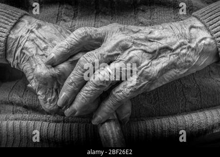 hundred year old lady's hands. Grandma holds her wooden cane while ...