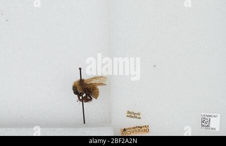 Bombus Subterraneobombus appositus. Transcribed by digital volunteers ...