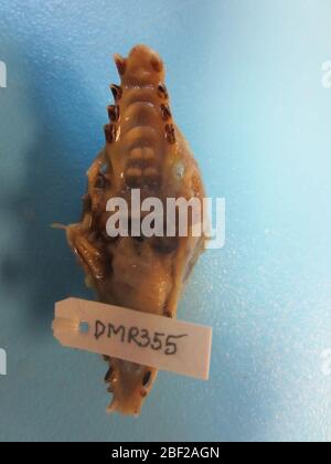 Epomophorus labiatus. 6 Oct 20161 Epomophorus labiatus Stock Photo - Alamy