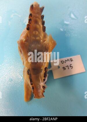 Epomophorus labiatus. 6 Oct 20161 Epomophorus labiatus Stock Photo - Alamy