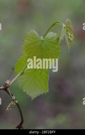 Vitis sp Vitis sp Stock Photo - Alamy