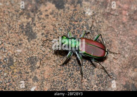 Splendid Tiger Beetle, Cicindela splendida Stock Photo - Alamy