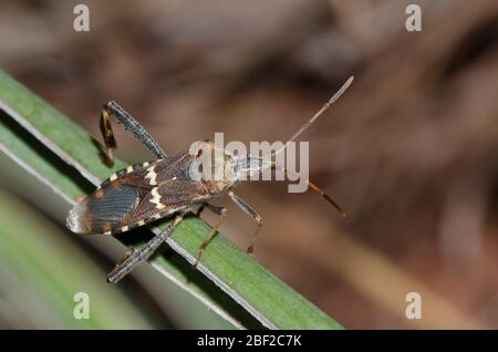 Western Leaf-footed Bug (Leptoglossus clypealis) Insecta Stock Photo ...