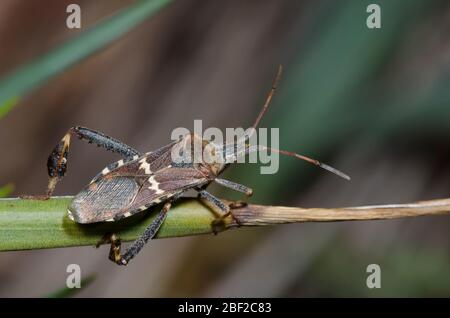 Western Leaf-footed Bug (Leptoglossus clypealis) Insecta Stock Photo ...