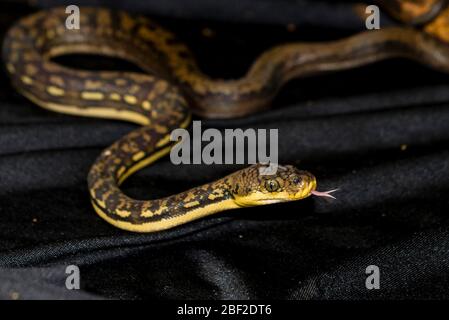 Timor Python. Species: timoriensis,Genus: Python,Family: Pythonidae ...