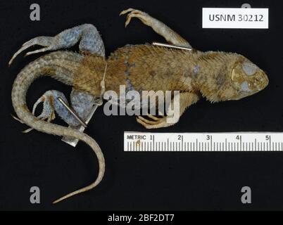Sceloporus formosus. 28 Sep 20151 Stock Photo - Alamy