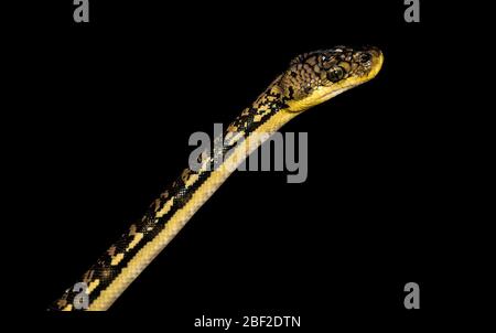 Timor Python. Species: timoriensis,Genus: Python,Family: Pythonidae ...