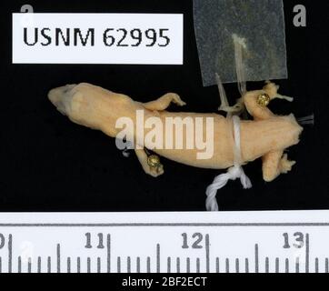 Gecko Sphaerodactylus species Stock Photo - Alamy