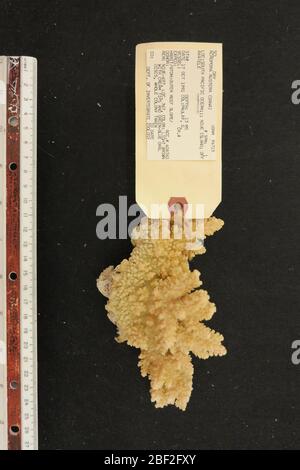 A branching Acropora species hard coral (centre) with a lumpy Porities ...