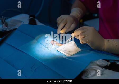 Veterinarian with sterile gloves suturing with monofilament castration ...