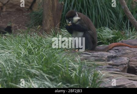 Red tailed Guenon monkey family in group hug Stock Photo - Alamy
