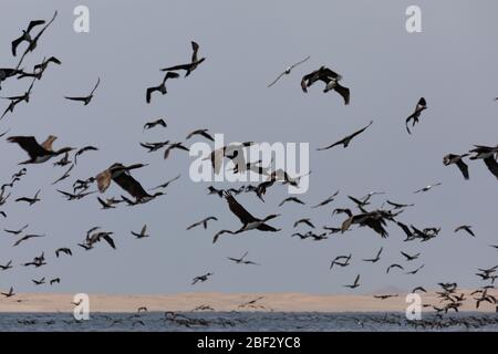 Birds flying in Pisco, Peru Stock Photo - Alamy